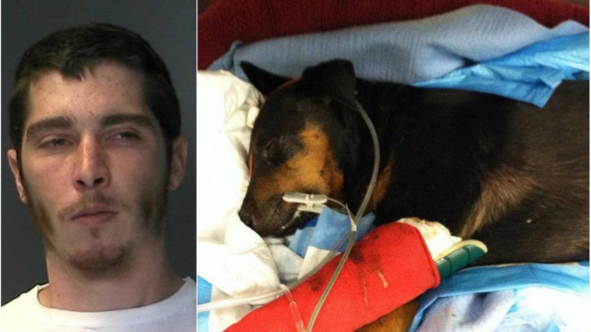 Steven Errante arraigned in beating of dog that died - Newsday