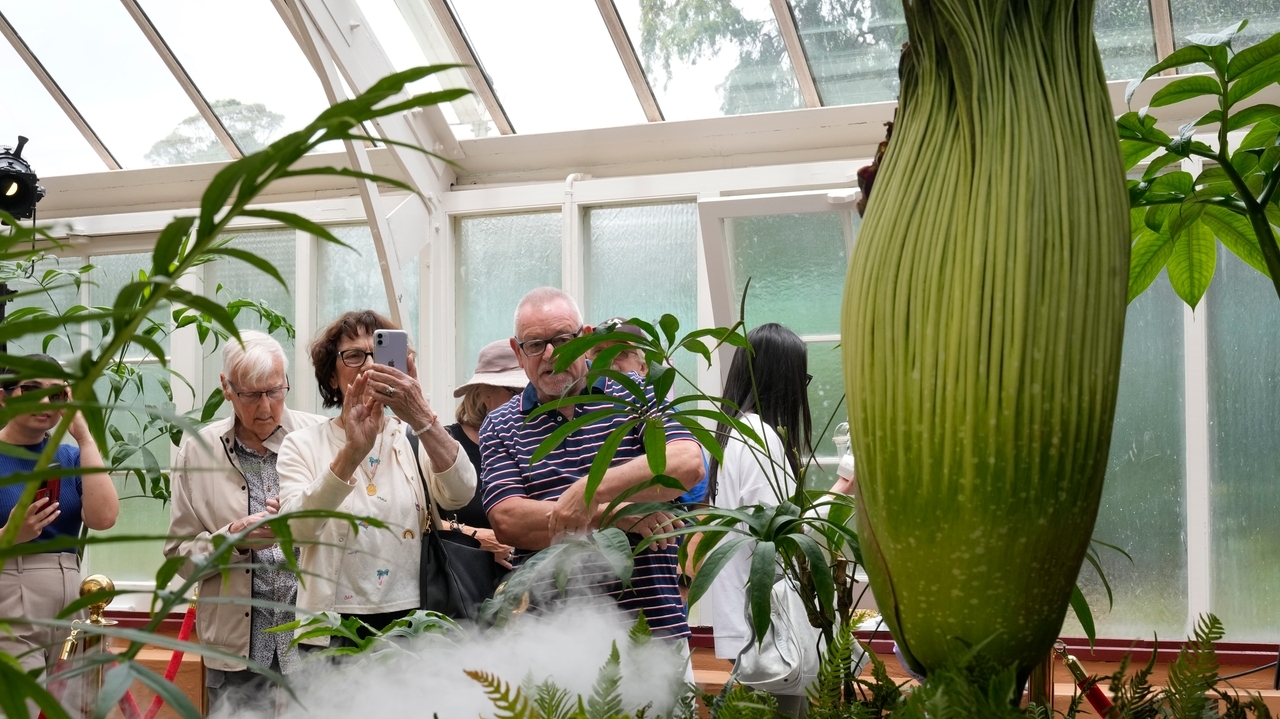 A blooming plant that reeks of gym socks and rotting garbage has ...