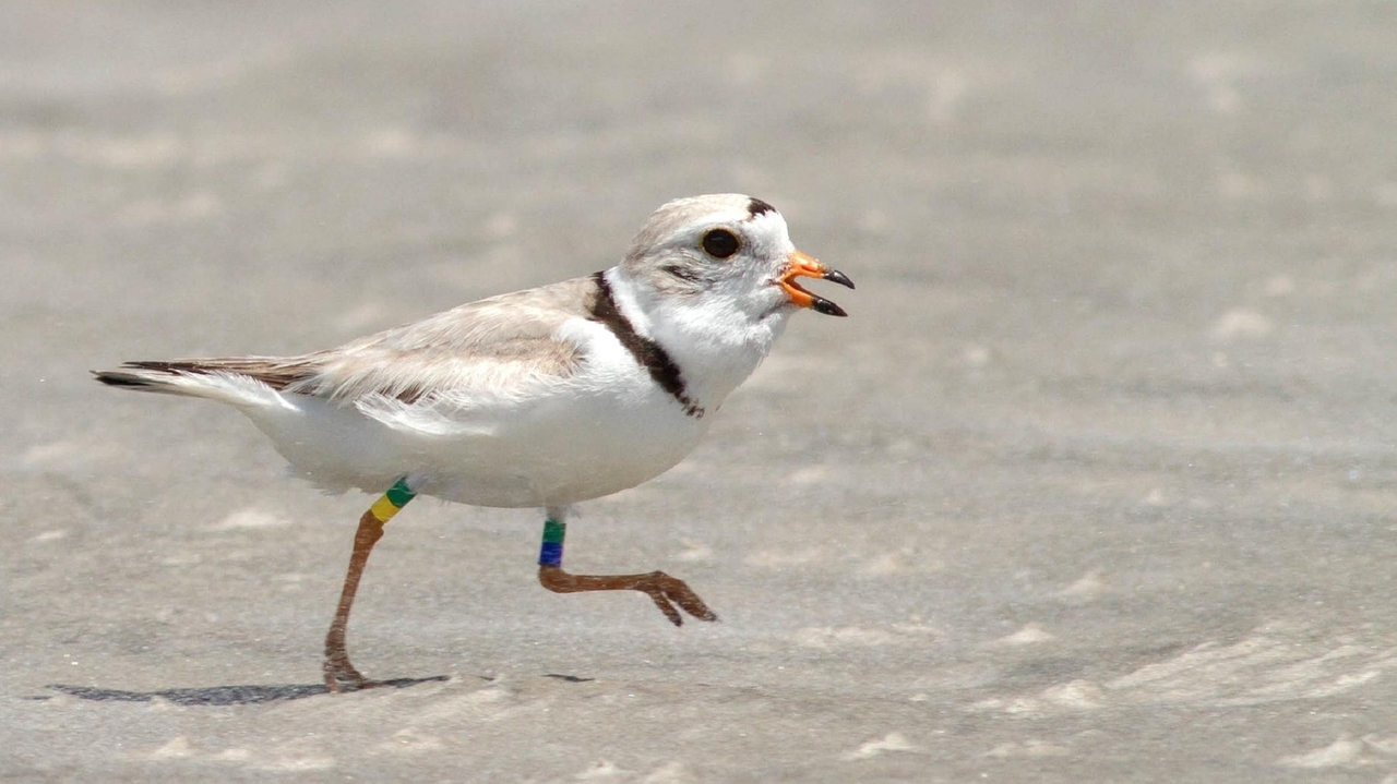 Montauk postpones fireworks after endangered bird nests at launch site ...