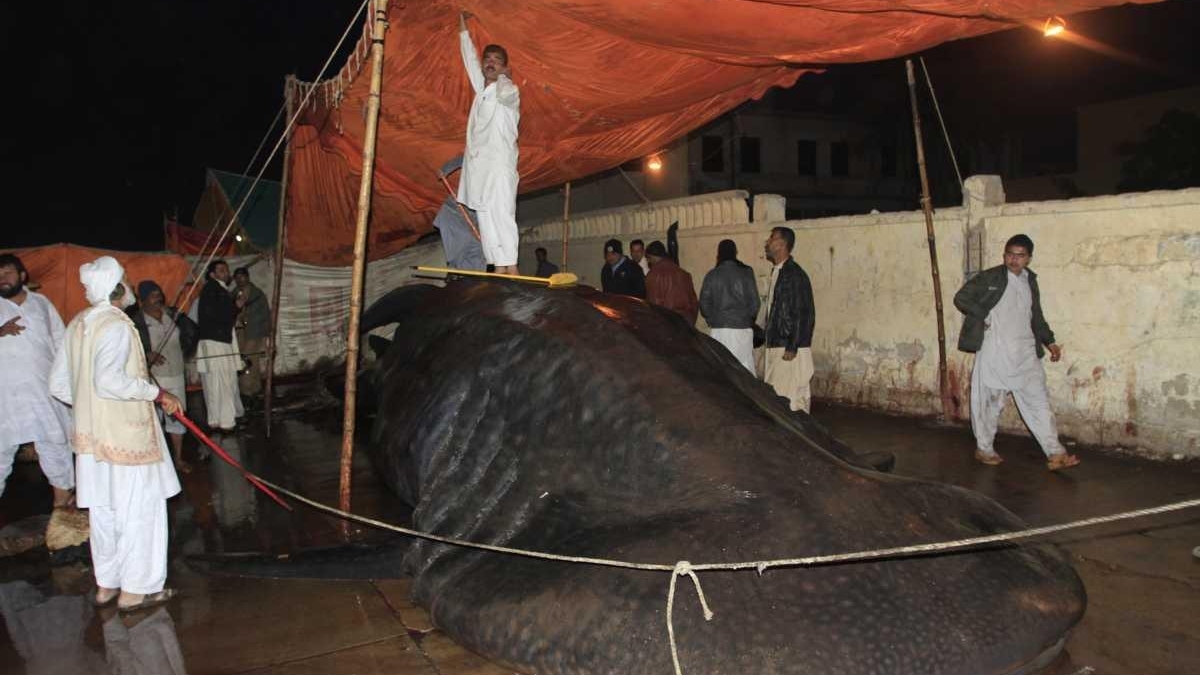 Pakistani man fights police over 40-foot shark - Newsday