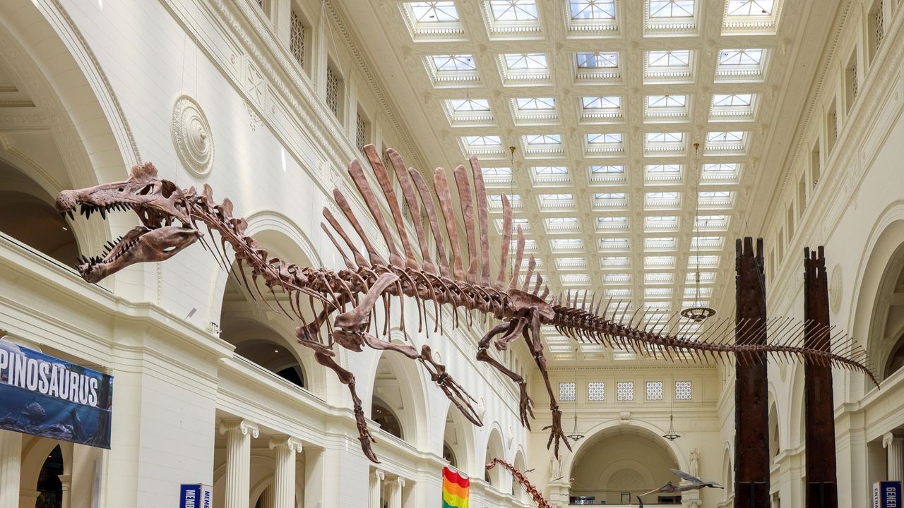 Field Museum debuts Spinosaurus exhibit featuring largest predatory ...