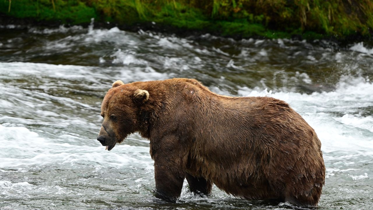 Chunk, a 1,200-pound bear with a broken jaw, wins Alaska's popular Fat ...