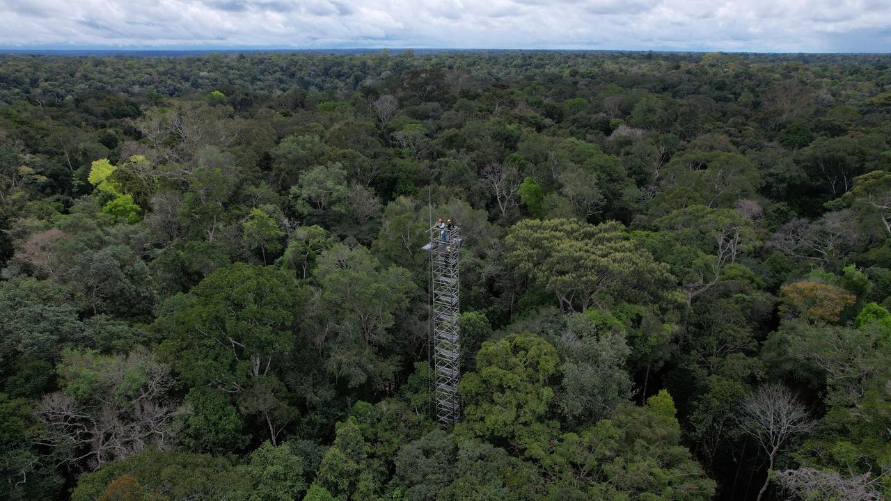 Brazil builds 'rings of carbon dioxide' to simulate climate change in ...