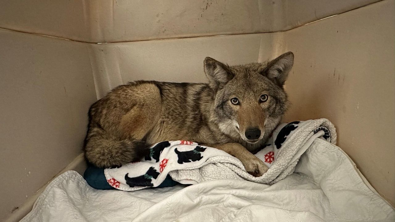 Coyote found in Queens recovering from broken hip now at wildlife ...