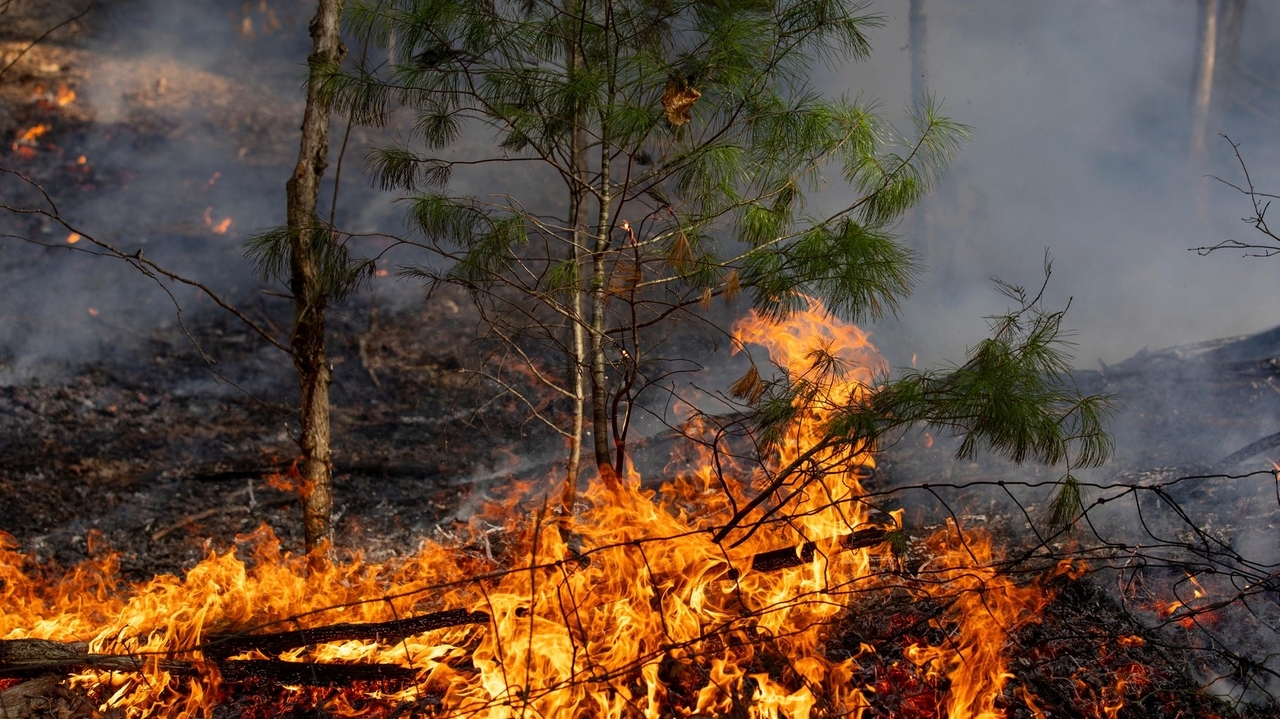 Crews battle scores of wildfires in Virginia, including a blaze in ...