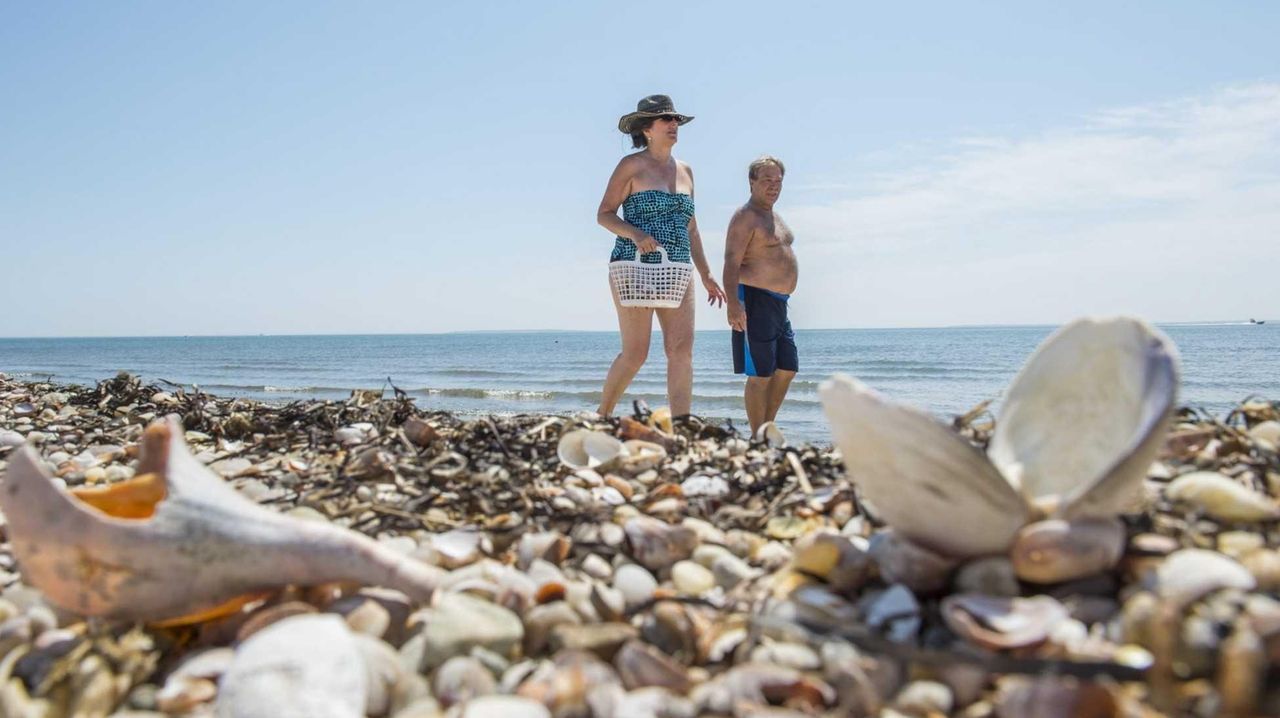 Where to go sea shell searching on Long Island - Newsday