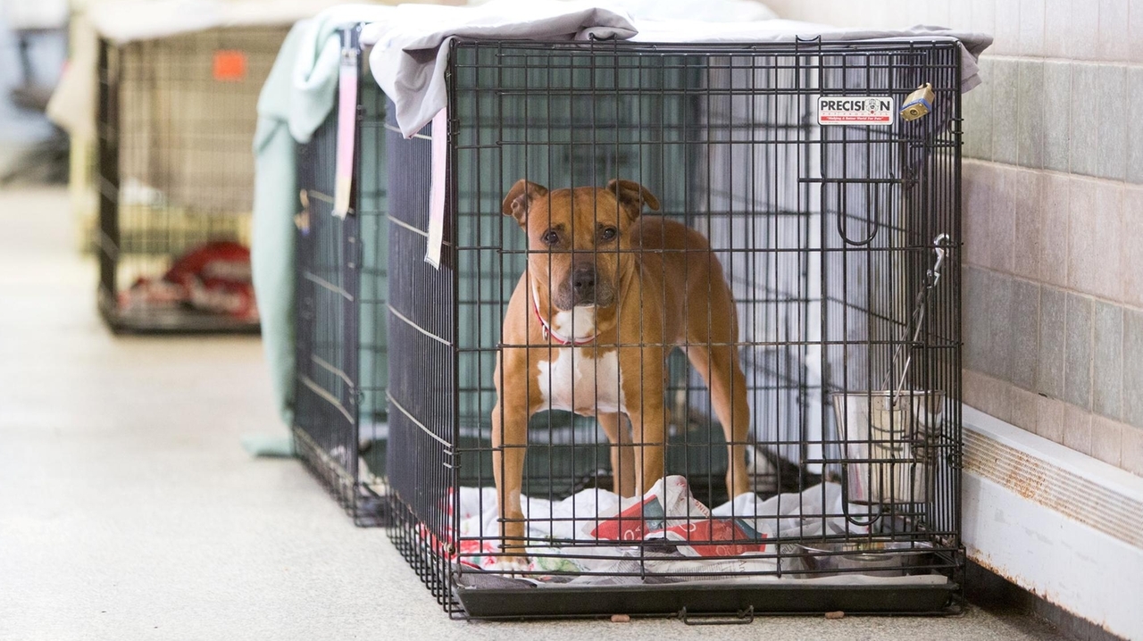 Medicaid changes, water usage, immigrants, adopting older shelter dogs ...
