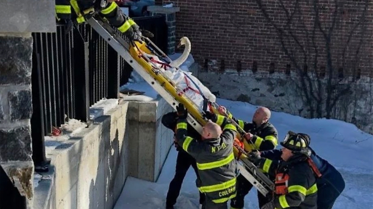 Firefighters rescue swan stuck in frozen Connecticut river - Newsday