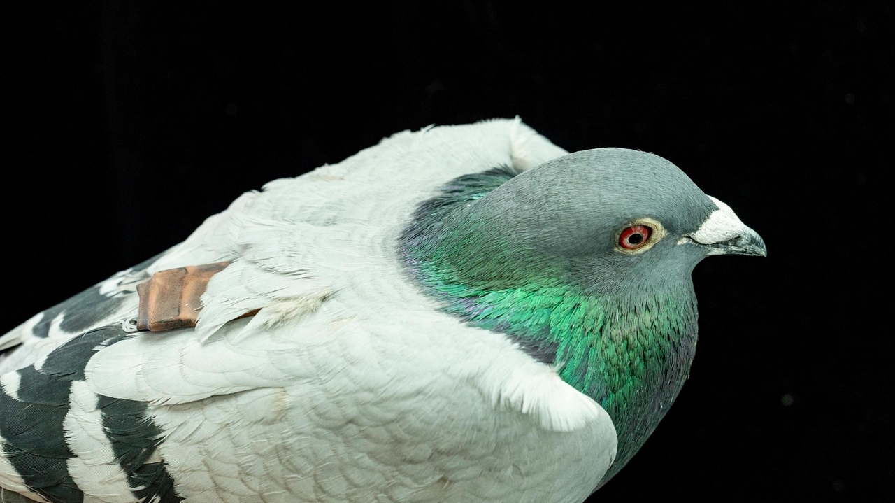 Pigeons may be navigating with their liver, study suggests - Newsday