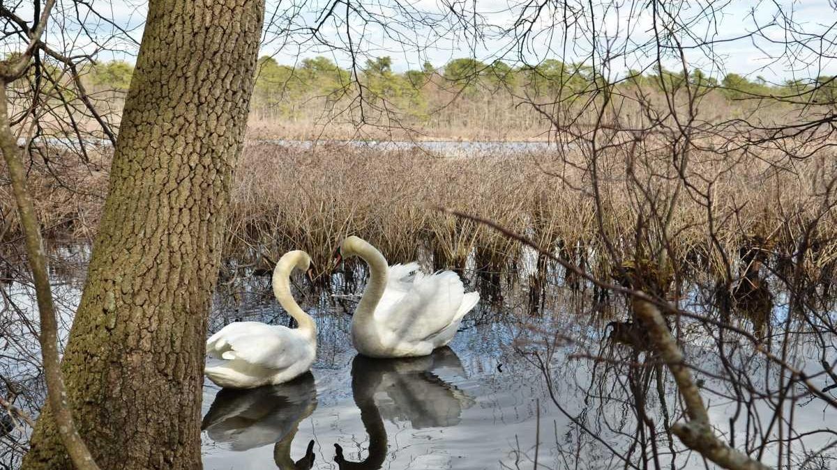 Board to discuss Carmans River watershed - Newsday