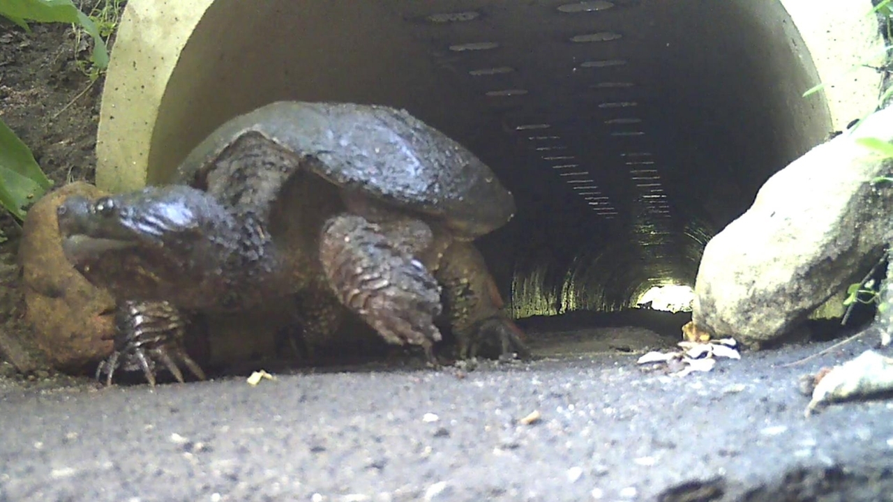 Long Island turtle tunnel to build on wildlife underpass success - Newsday