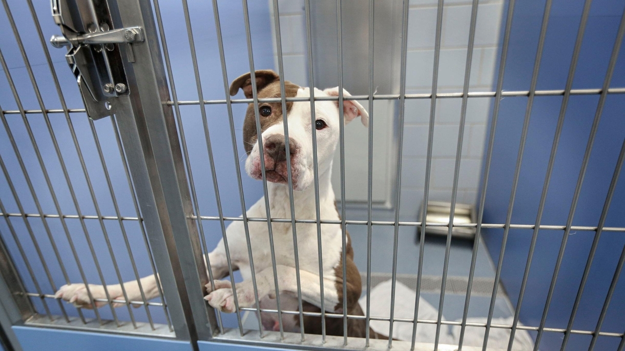Pandemic pets deserve 'furever' homes - Newsday