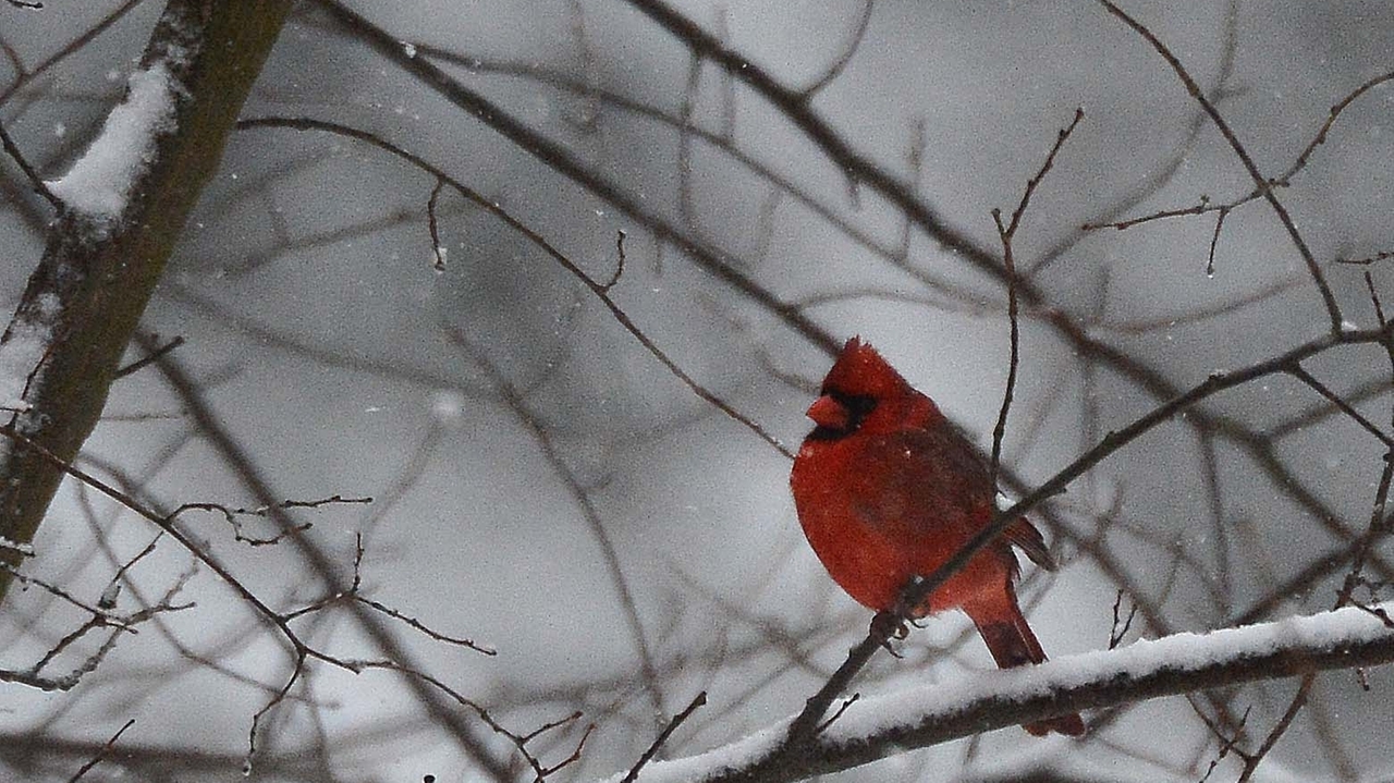 There's nothing like a cardinal in winter - Newsday