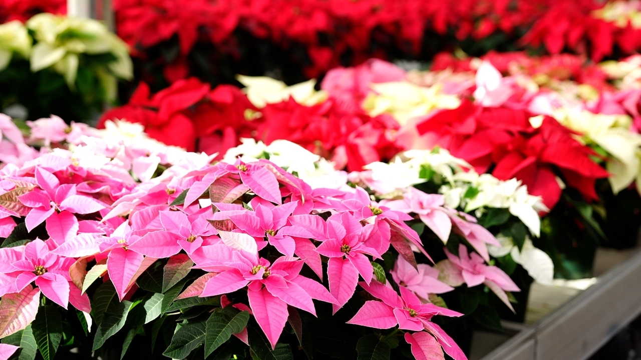 Out East with Doug Geed: Getting in the holiday spirit with poinsettia ...