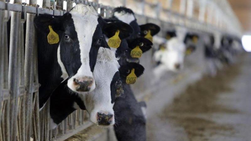 Medieval cow bile mixture kills antibiotic resistant superbug MRSA ...