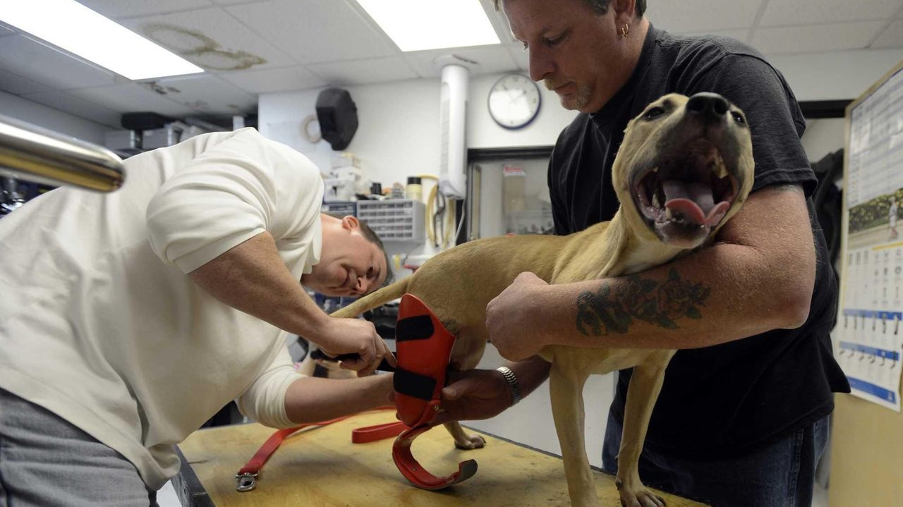 Miss Harper tries out new prosthetic leg - Newsday