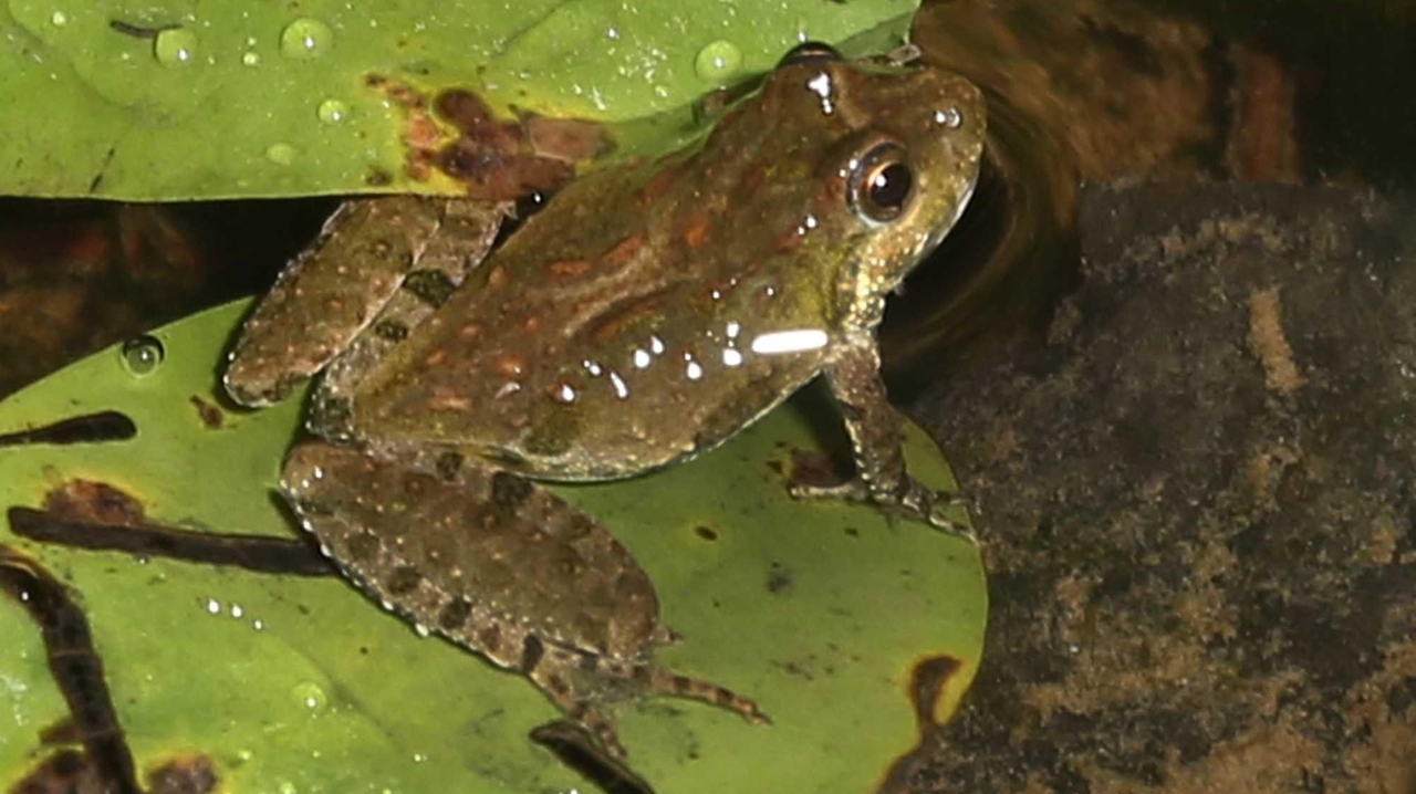 Long Island a possible home for endangered northern cricket frog, state ...