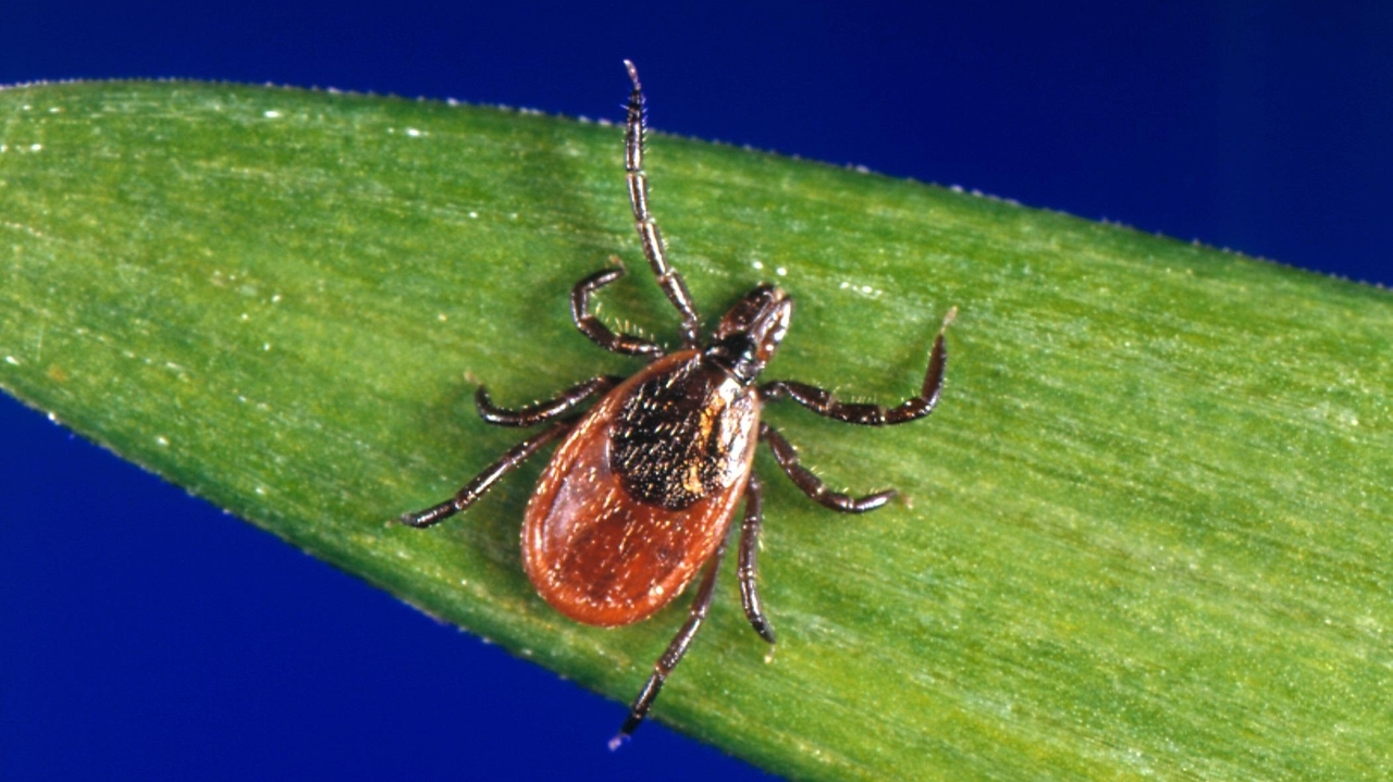 Tick season seems to be off to a fast start, and some experts worry ...