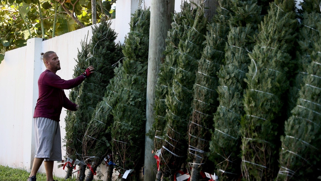 Real Christmas trees will be more expensive this year - Newsday