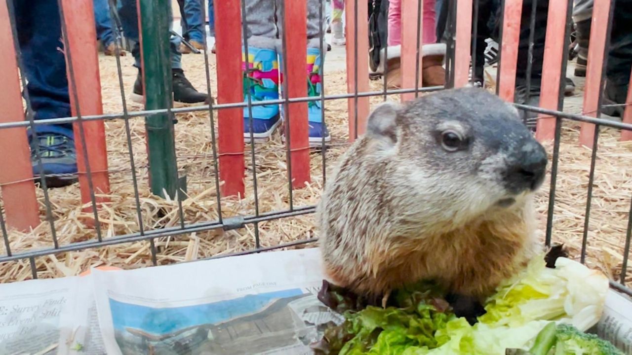 Split decision on when winter will end from Long Island's groundhogs ...