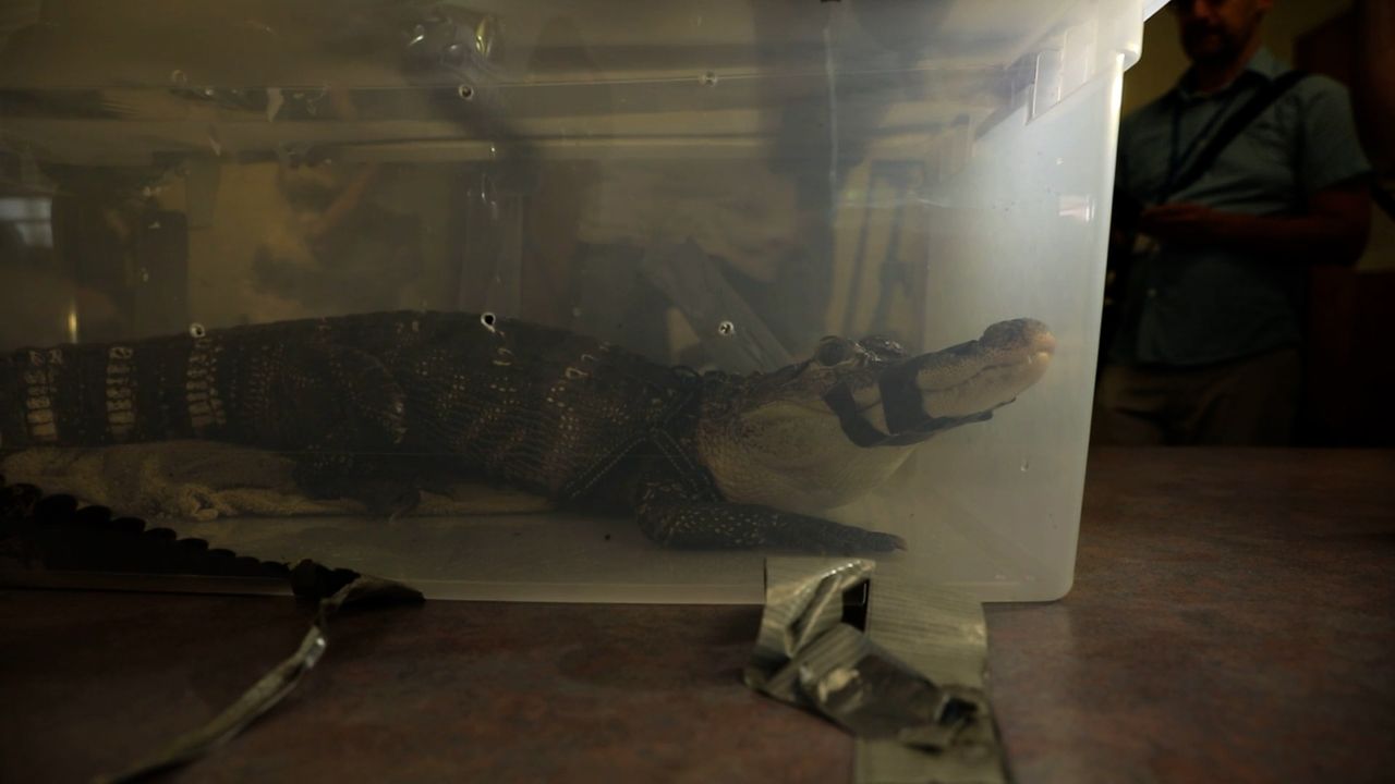 5-foot-long alligator surrendered to Suffolk SPCA - Newsday