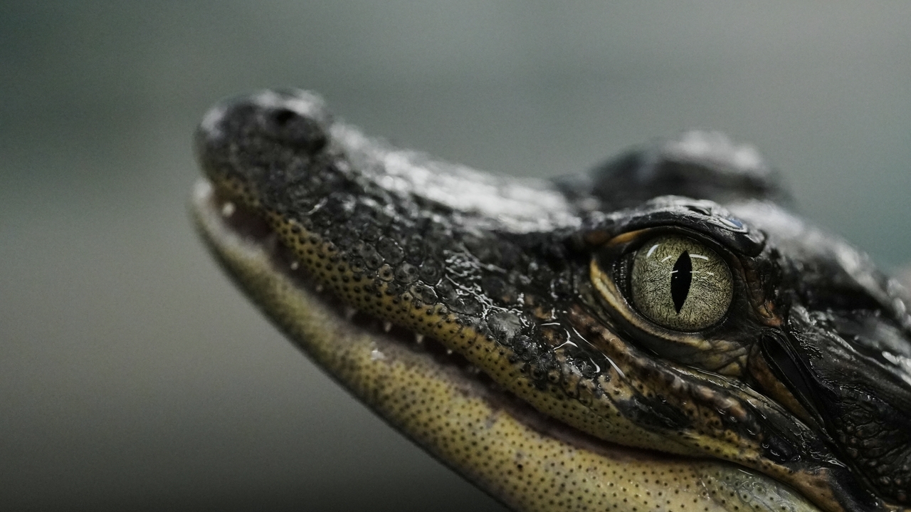 Louisiana's alligator farms raise the reptiles for meat, skins — and ...