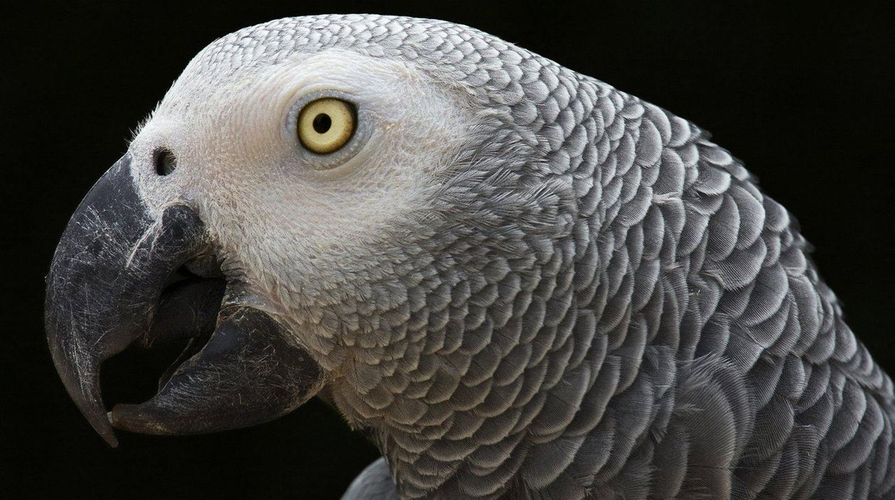 Do parrots understand the words they speak? - Newsday