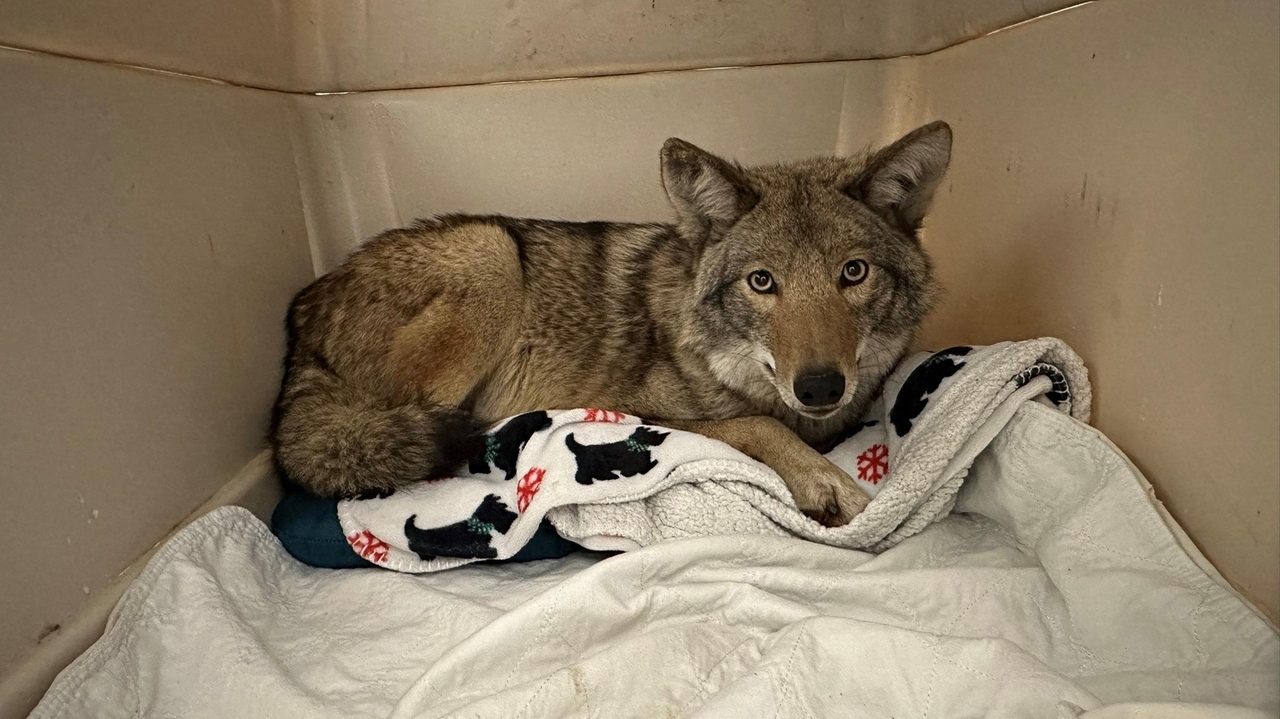 'Feeling better:' Injured coyote caught in Queens continues recovery at ...