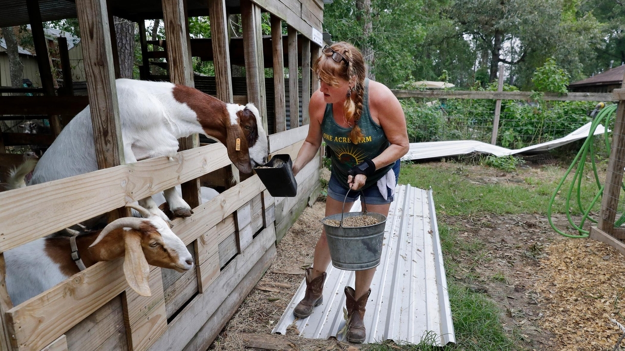 After Beryl, Houston-area farmers pull together to face unique ...