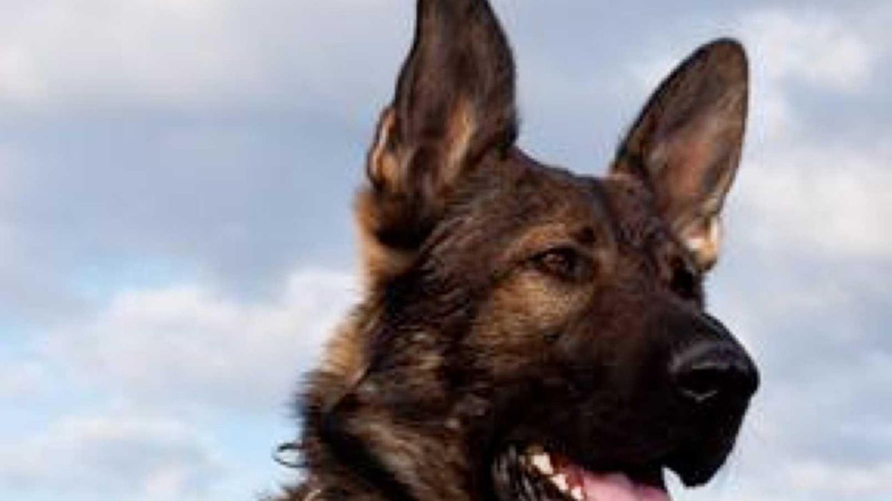 Michaud: FBI dog Ape likely saved lives in upstate NY standoff - Newsday