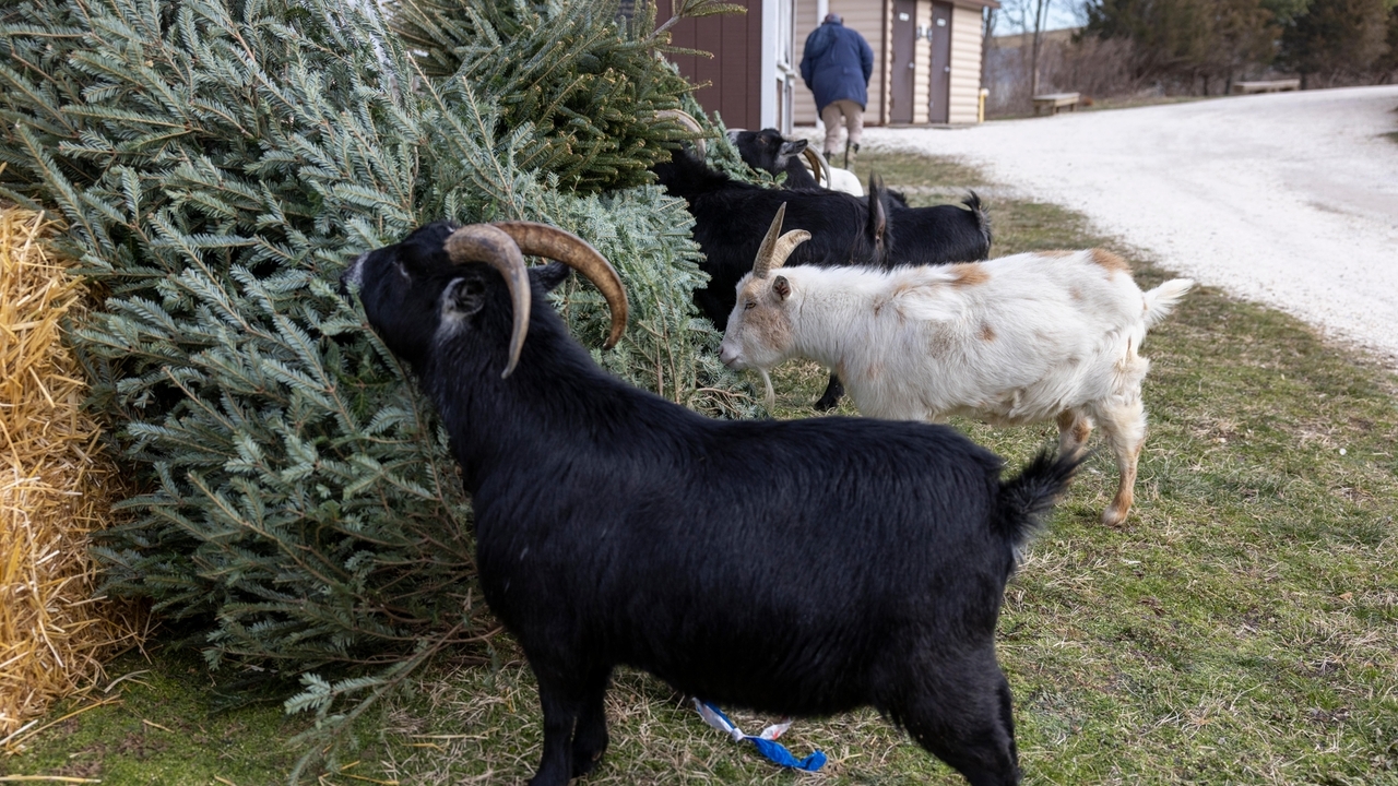 In the Town of Hempstead, hungry goats will munch your Christmas tree ...